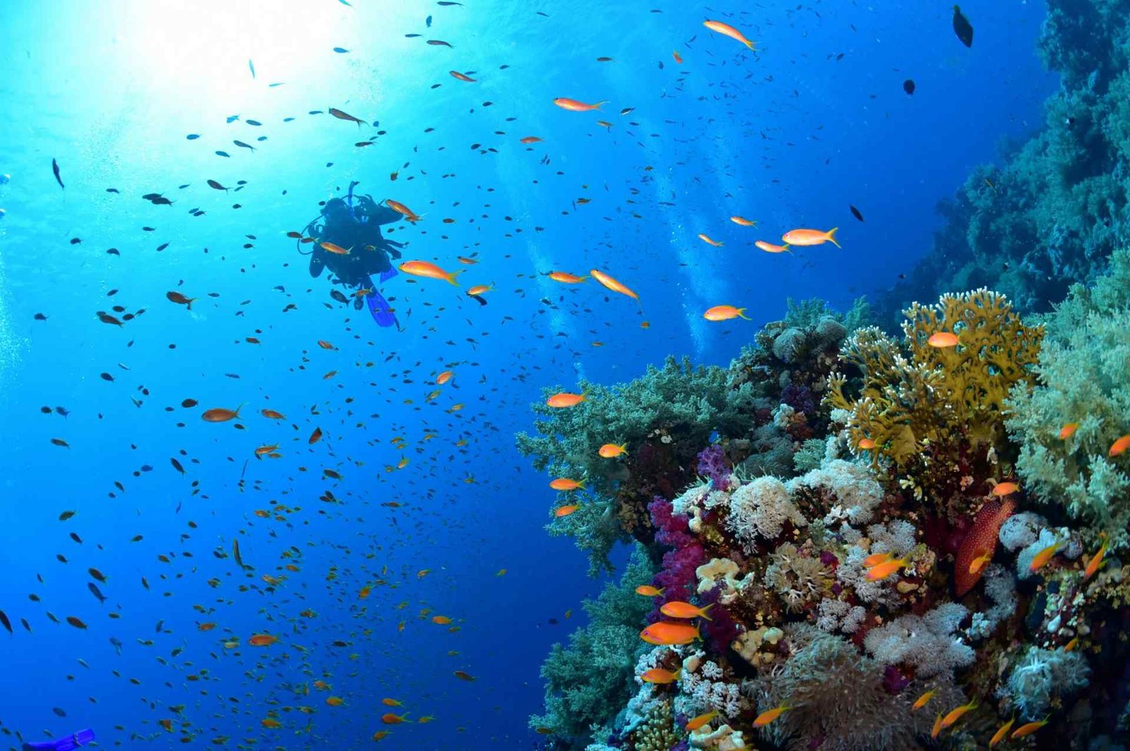 Come&Go Travel – Prenota la tua vacanza a Sharm con noi!